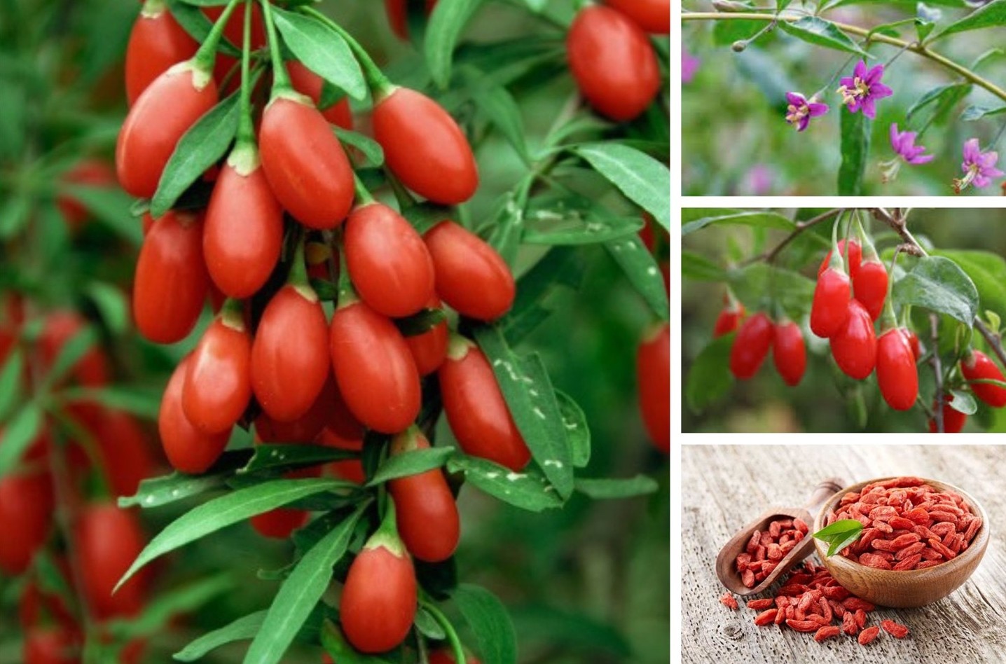 [E-Magazine] Kỷ tử - “Kim cương đỏ” trong Đông y